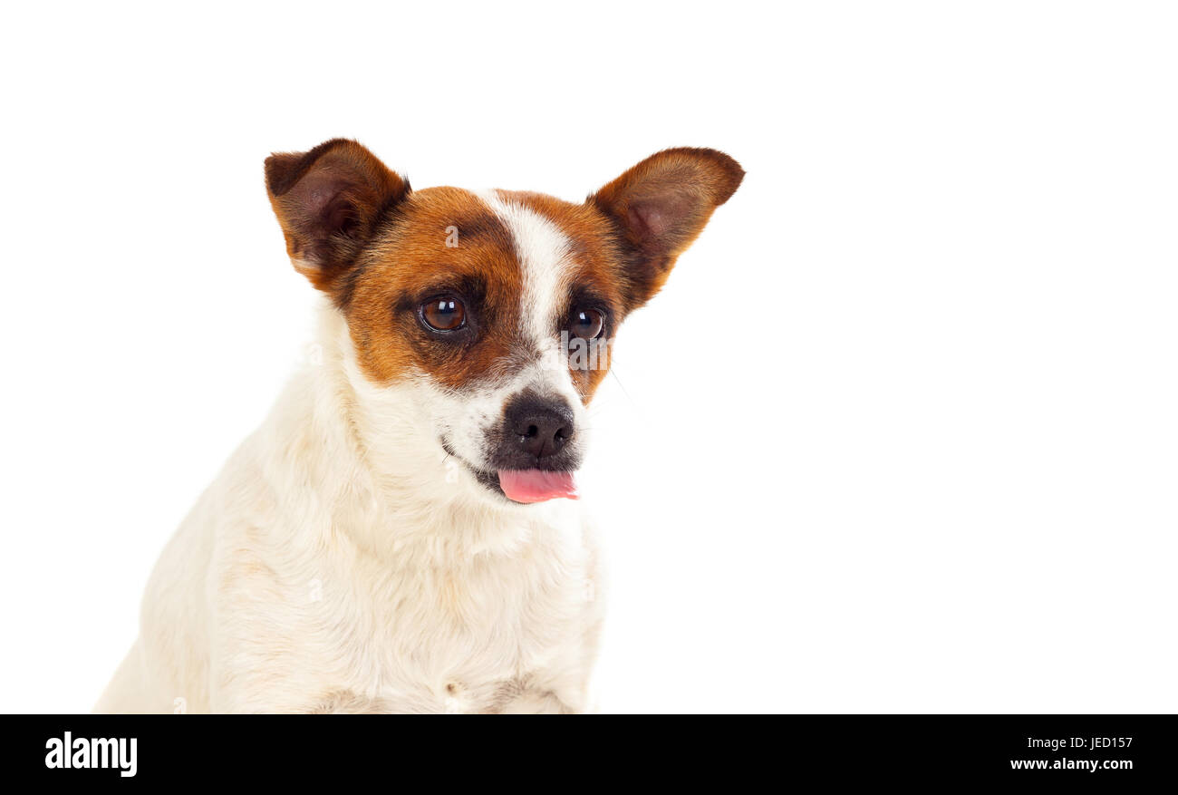 Beautiful small dog isolated on a white background Stock Photo - Alamy