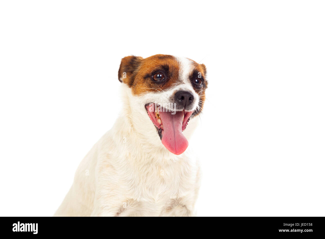 Beautiful small dog isolated on a white background Stock Photo - Alamy