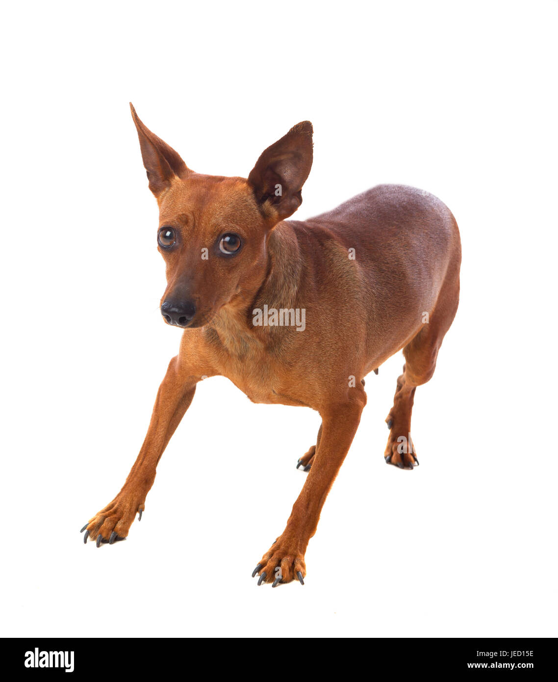 Beautiful brown dog isolated on a white background Stock Photo - Alamy