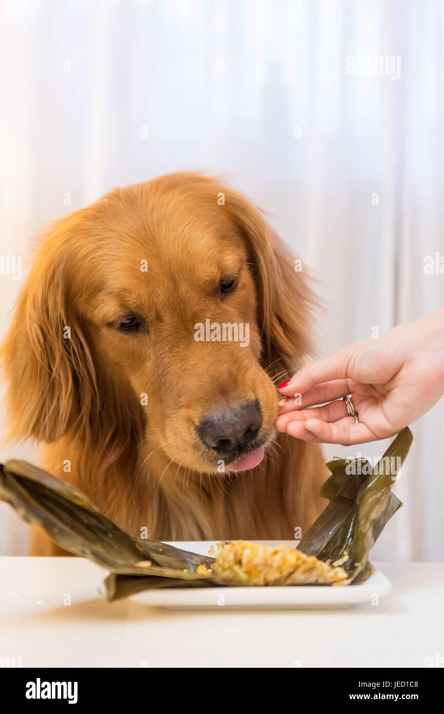 Golden Retriever eating food Stock Photo - Alamy