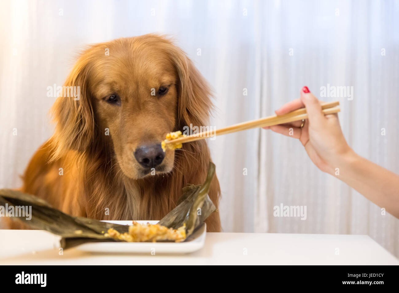 Golden Retriever eating food Stock Photo - Alamy