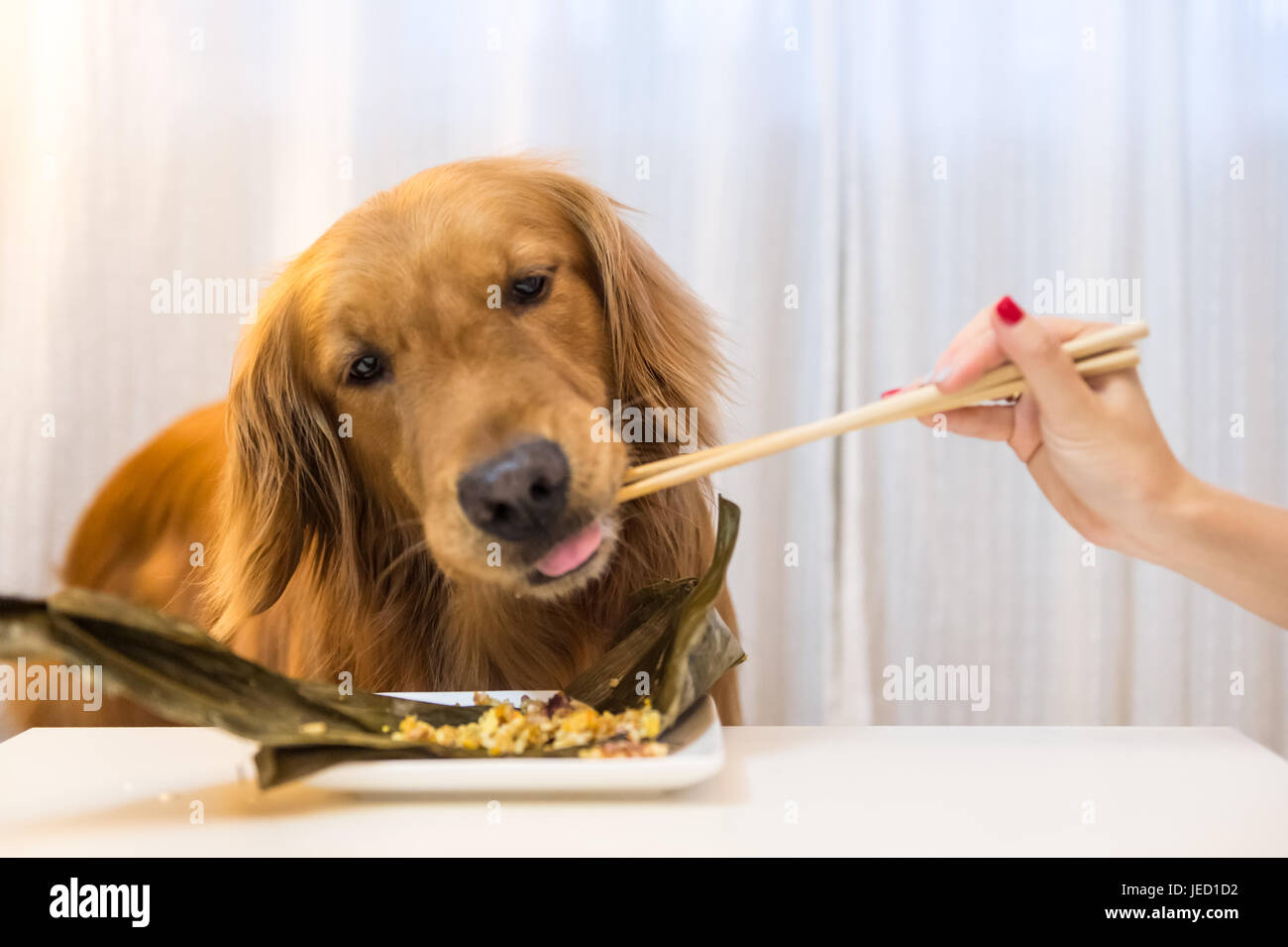 Golden Retriever eating food Stock Photo - Alamy