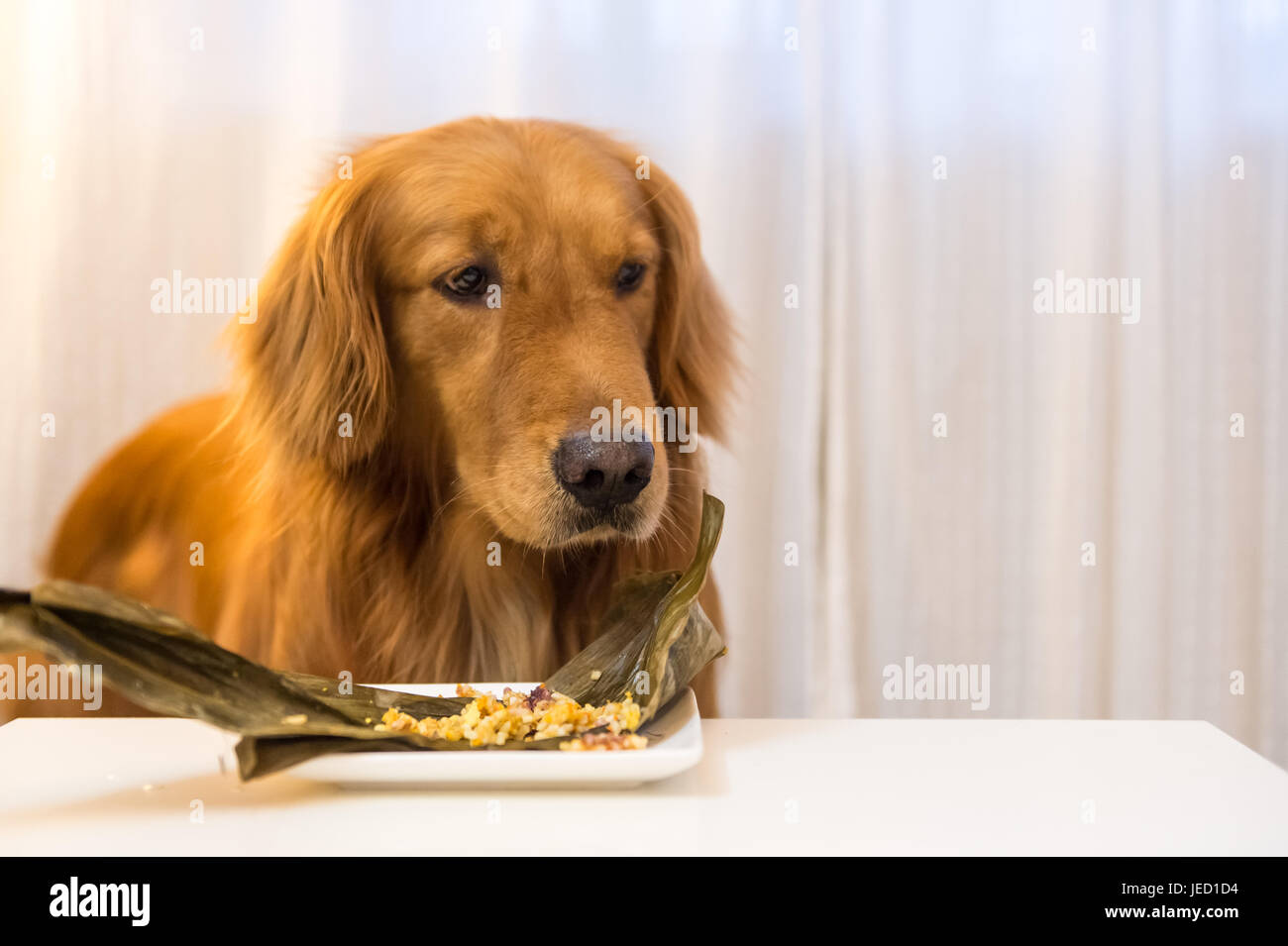 Golden Retriever eating food Stock Photo - Alamy