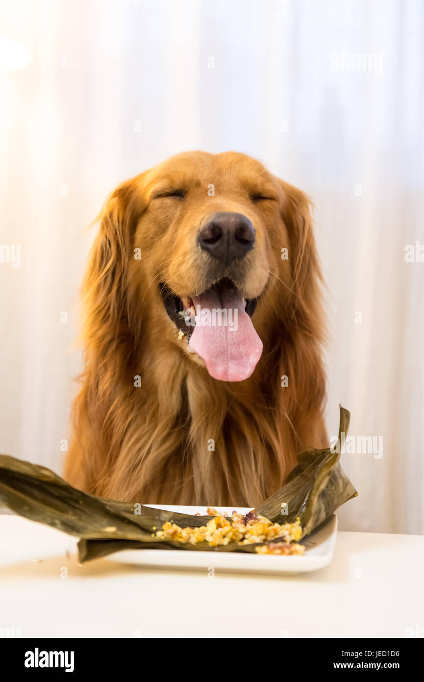 Golden Retriever eating food Stock Photo - Alamy