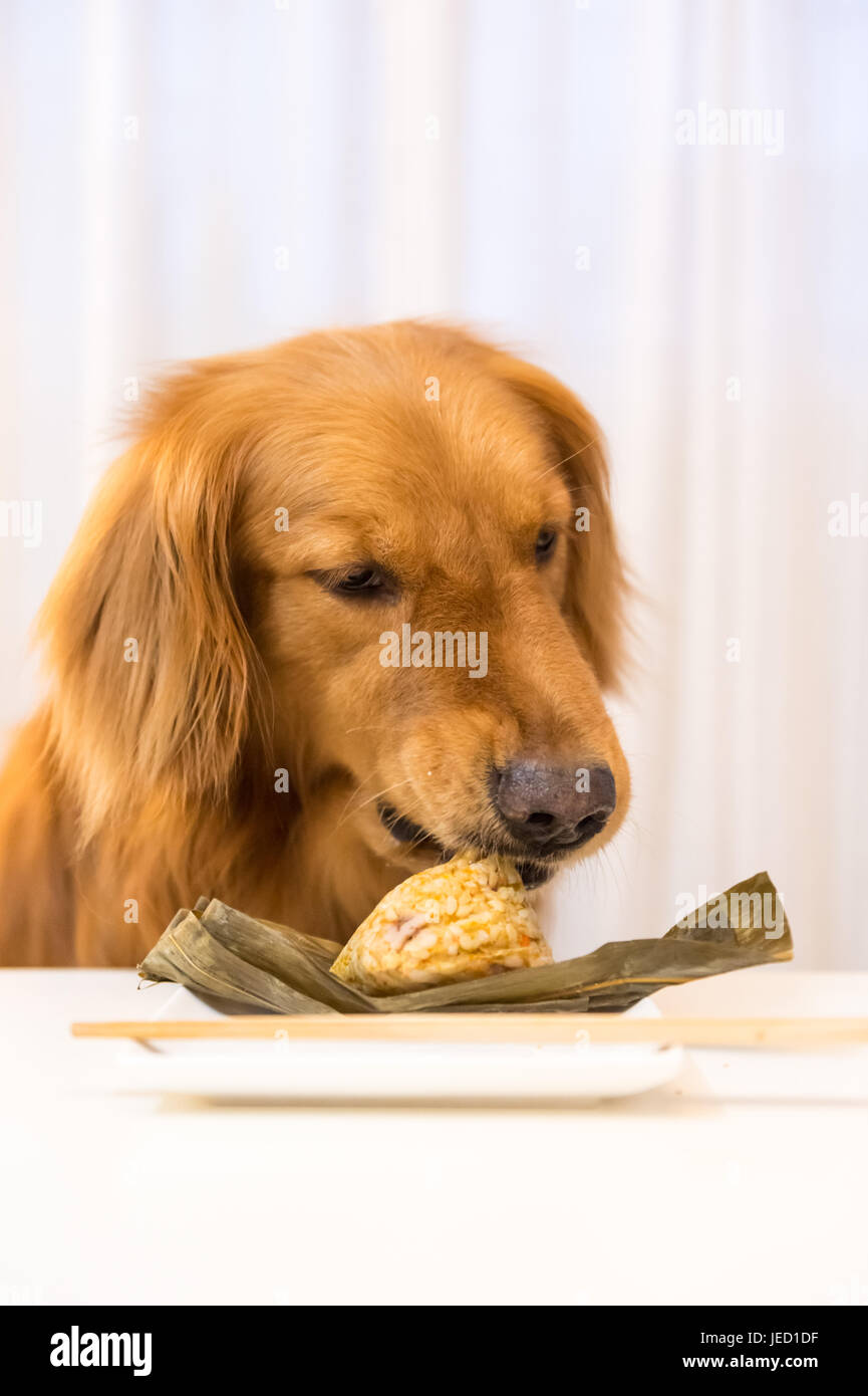 Golden Retriever eating food Stock Photo - Alamy