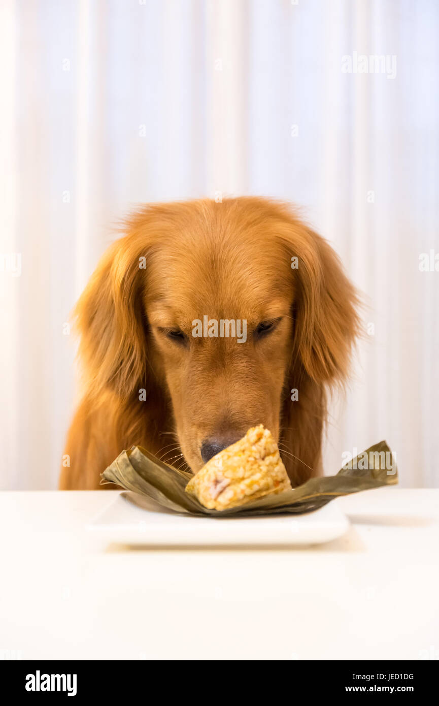 Golden Retriever eating food Stock Photo - Alamy
