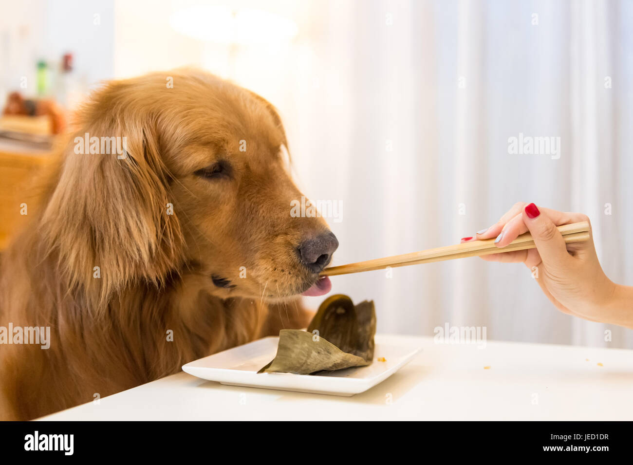 Golden Retriever eating food Stock Photo - Alamy
