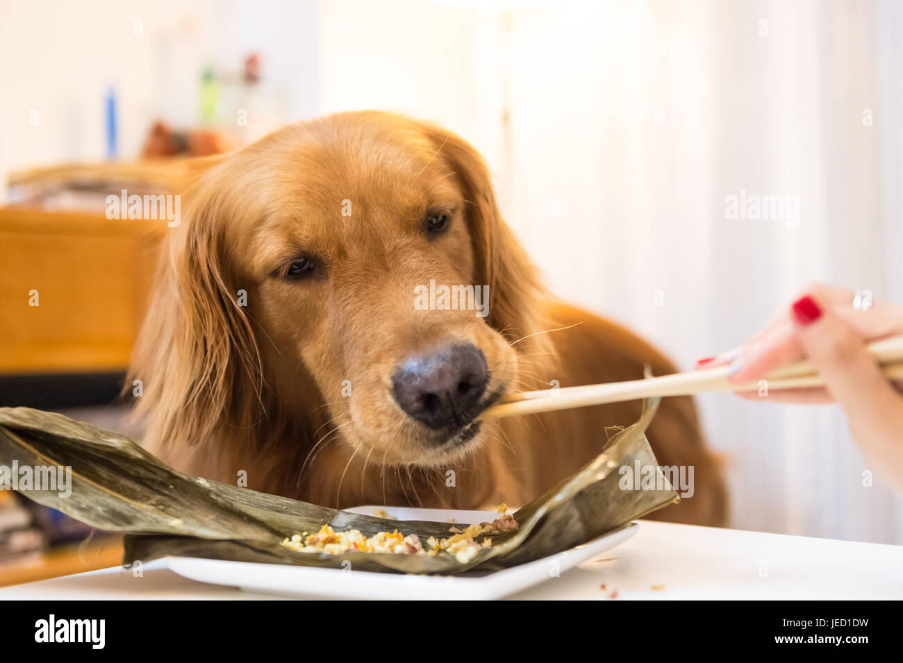 Golden Retriever eating food Stock Photo - Alamy