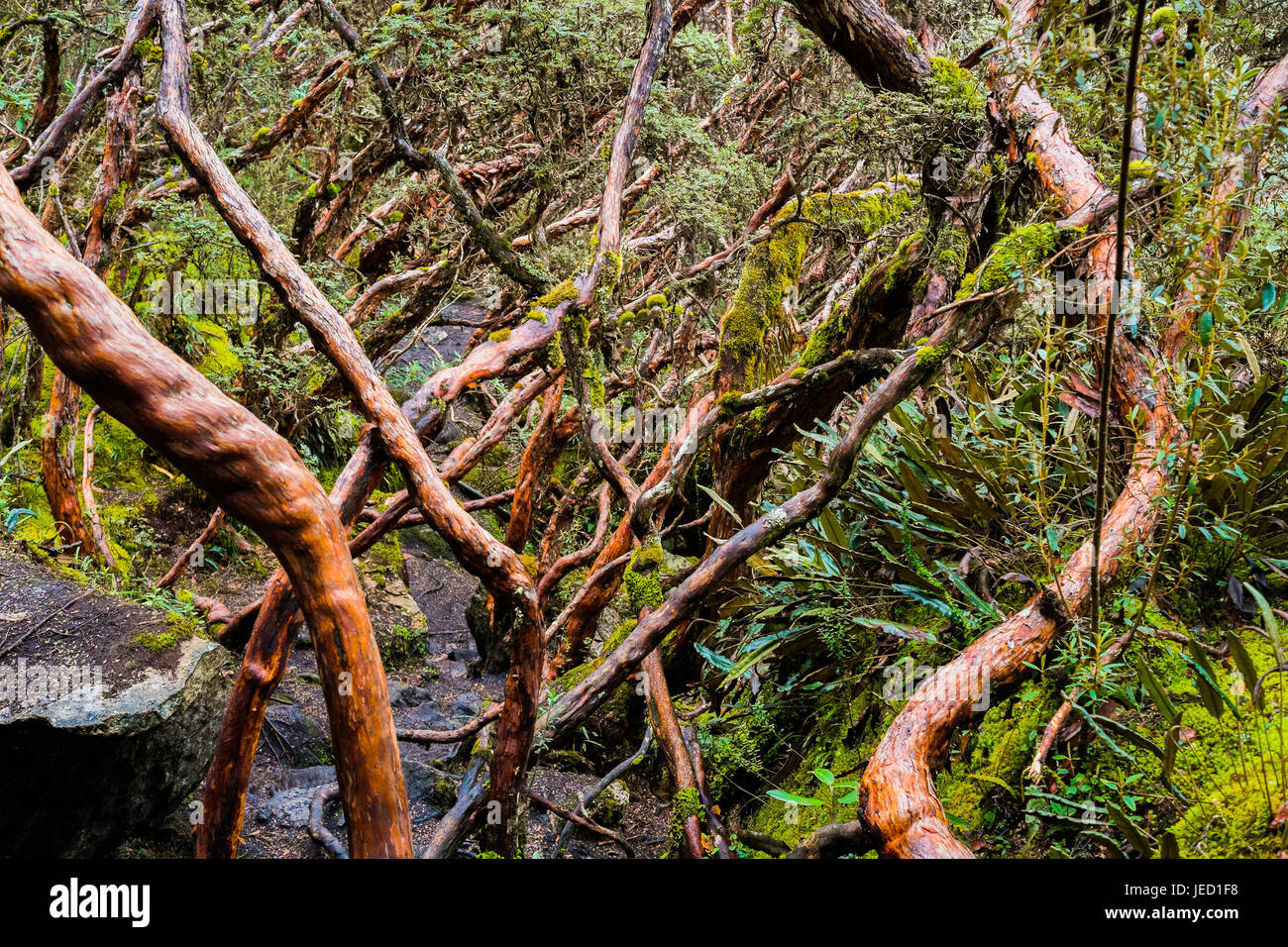 Forest in Cajas National Park, Cuenca, Ecuador Stock Photo - Alamy