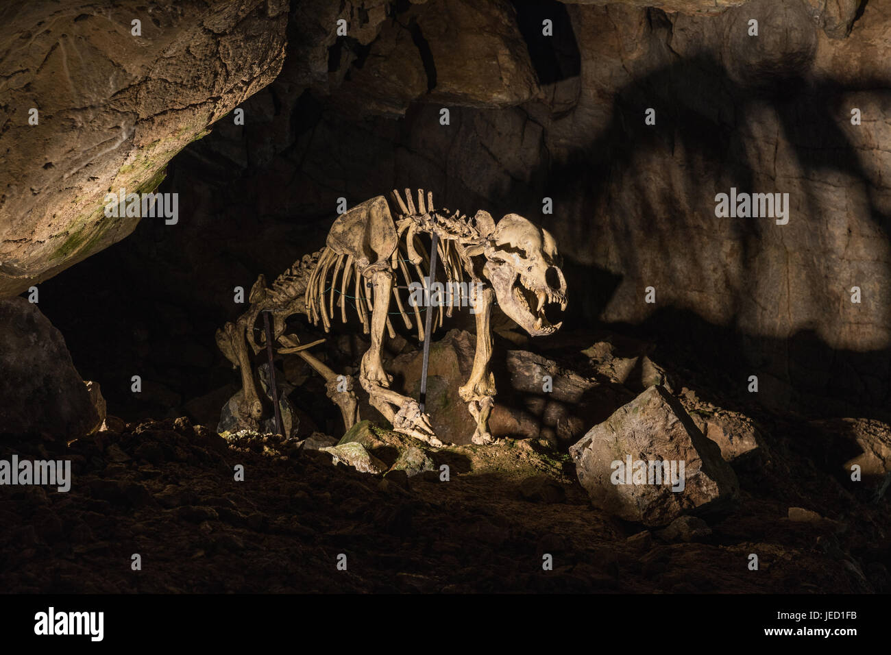 Enlightened skeleton of the bear in the limestone Katerinska caqve in ...