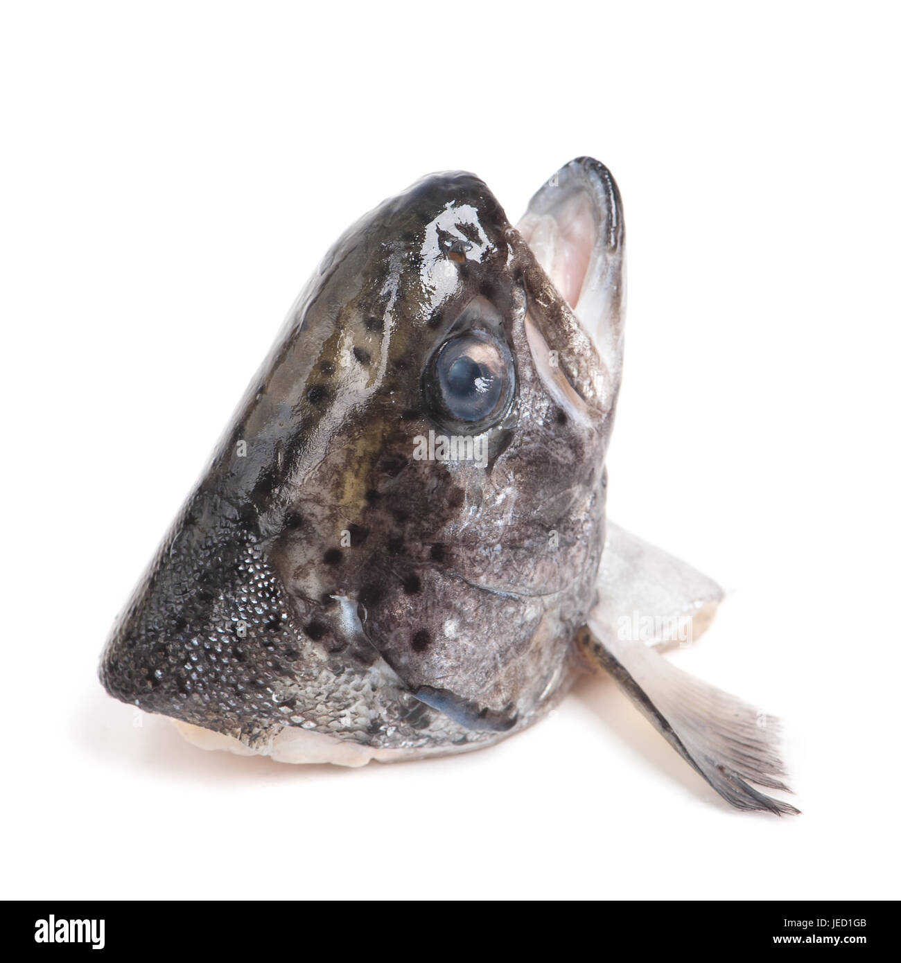 Head of trout fish isolated on white background Stock Photo - Alamy