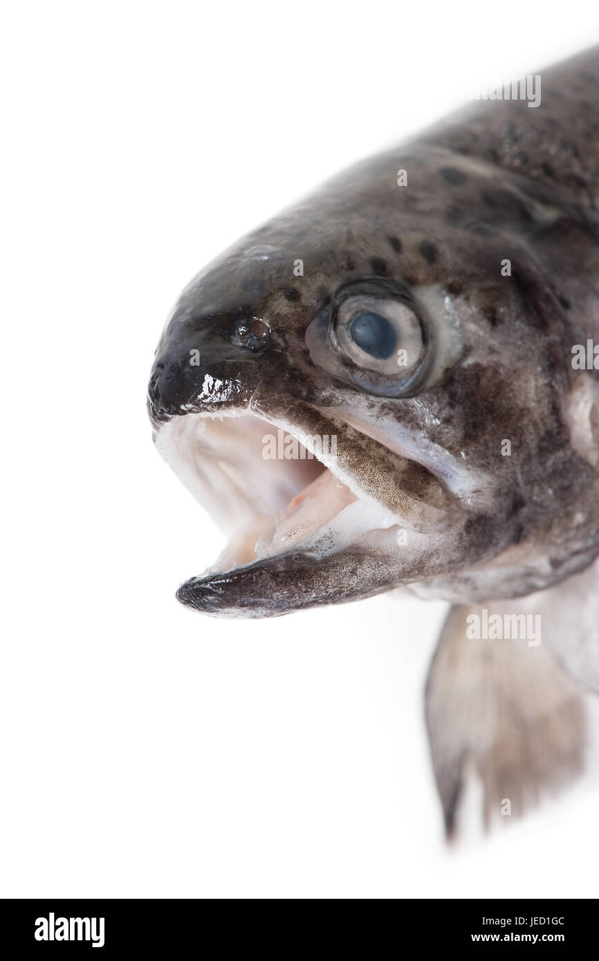 Trout Lips High Resolution Stock Photography and Images - Alamy