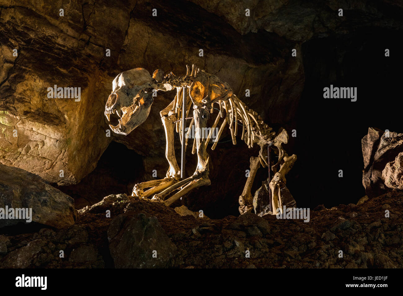 Enlightened skeleton of the bear in the limestone Katerinska caqve in ...