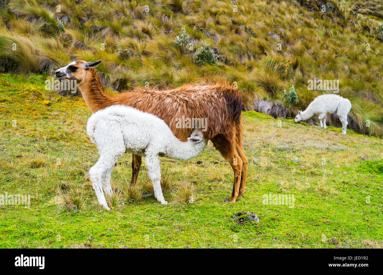 Llamas in Cajas National Park, Cuenca, Ecuador Stock Photo - Alamy