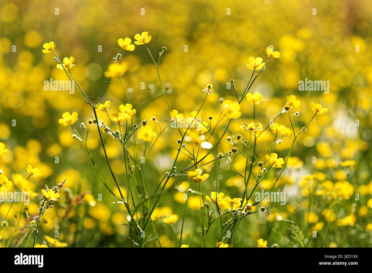 Yellow flowers on field in the morning. Blossoming of yellow colors ...