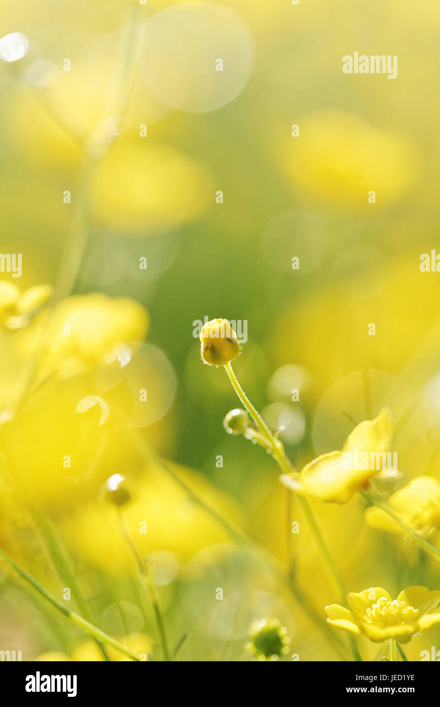 Yellow flowers on field in the morning. Blossoming of yellow colors ...