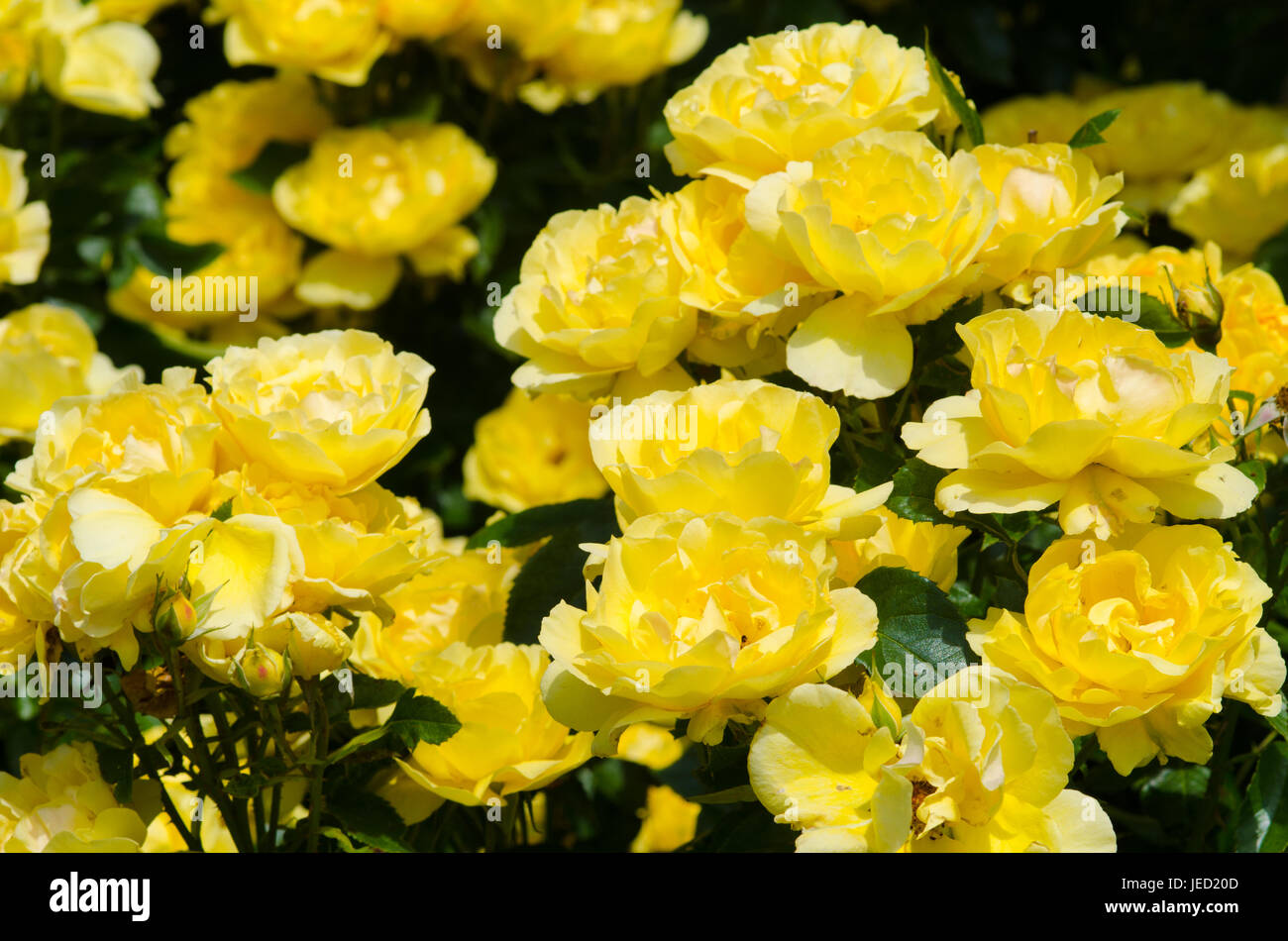 Group of yellow rose flowers Stock Photo - Alamy