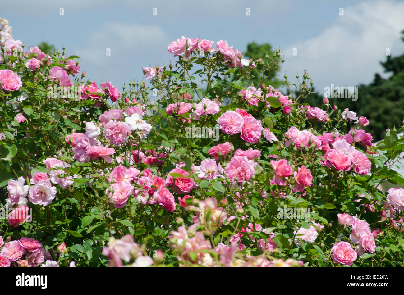 Group of roses hi-res stock photography and images - Alamy