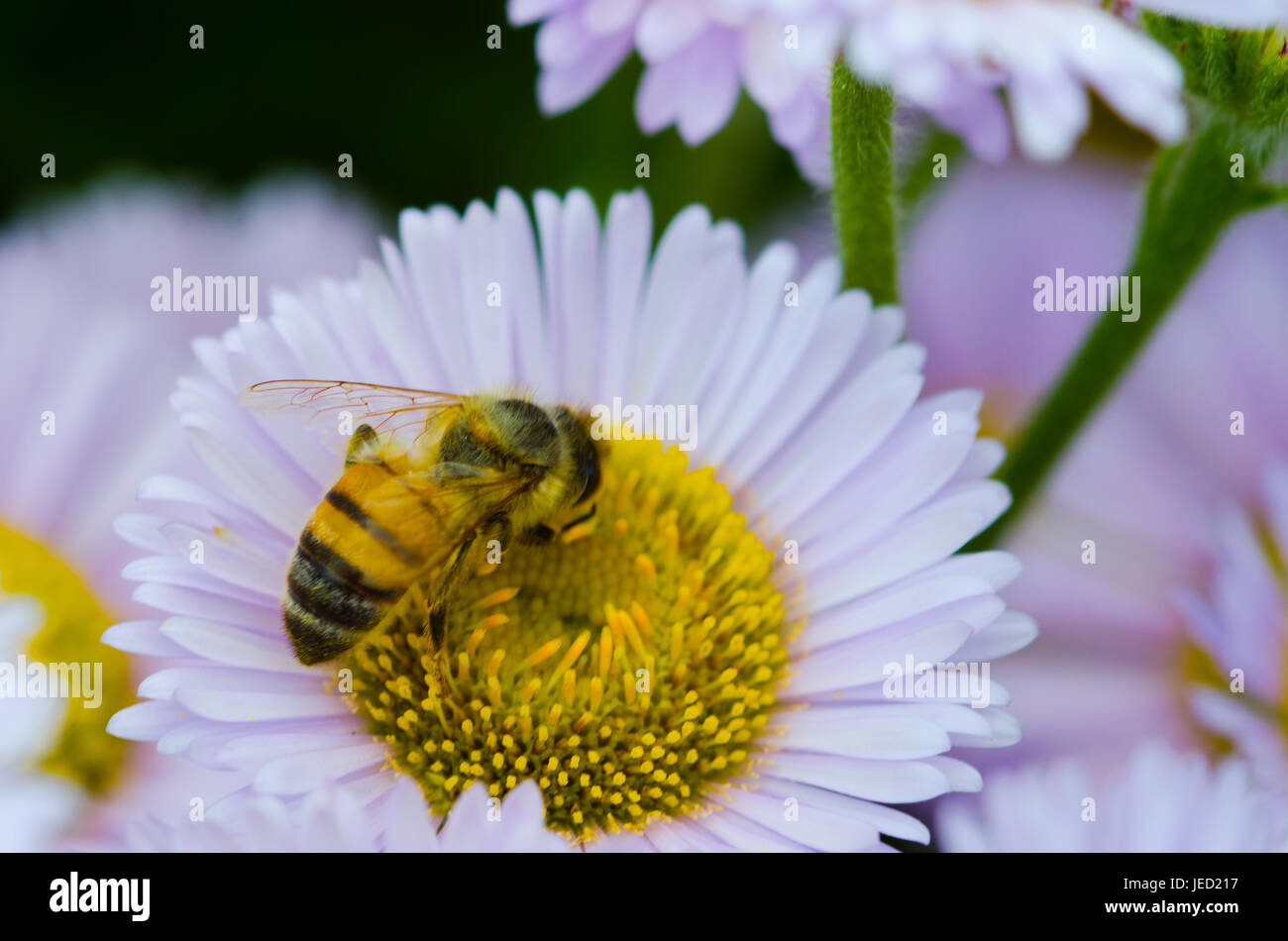 Beautiful daisy with bee hi-res stock photography and images - Alamy