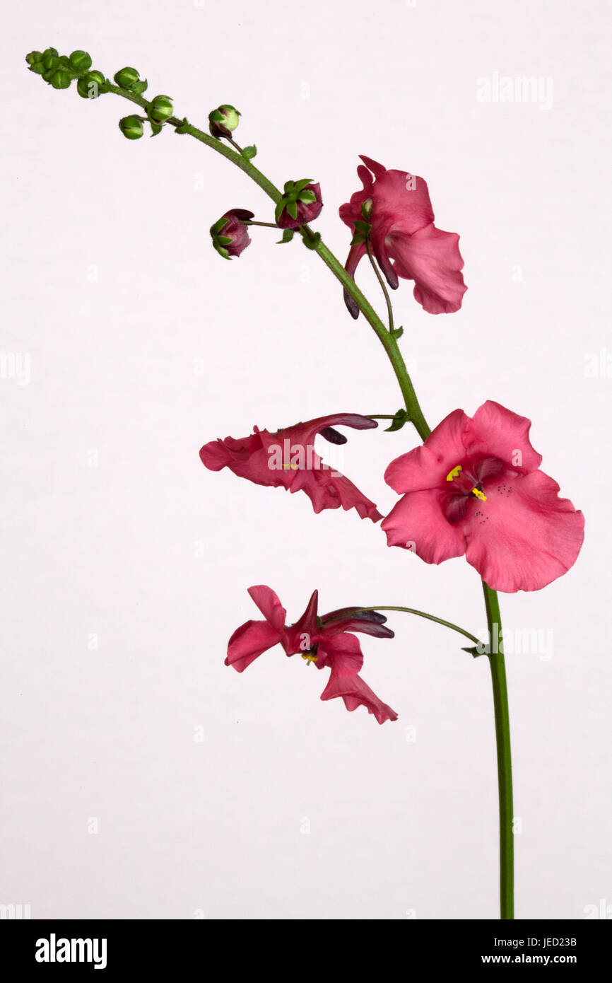 Close-up image of Diascia 'Ruby field' against a pink background Stock ...