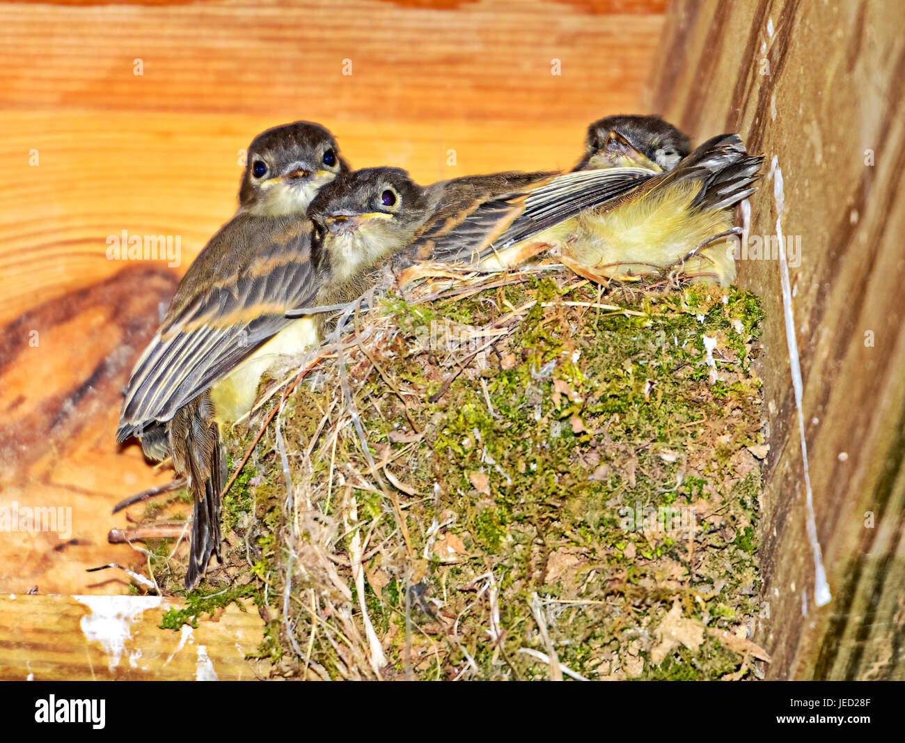 Three young birds in their nest of moss on porch rafters waiting for ...