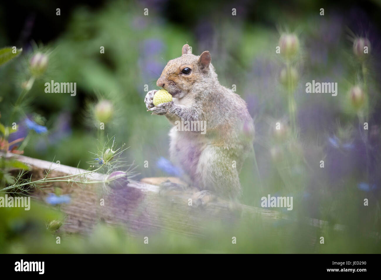 Grey squirrel eating unripe strawberry in a garden. Picture date ...
