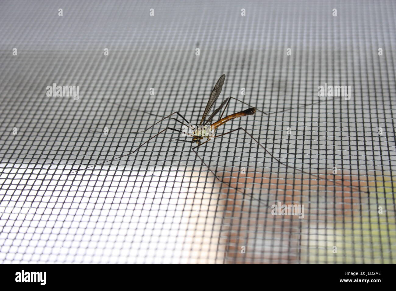 Mosquito on mosquito net. Photo for your design Stock Photo - Alamy