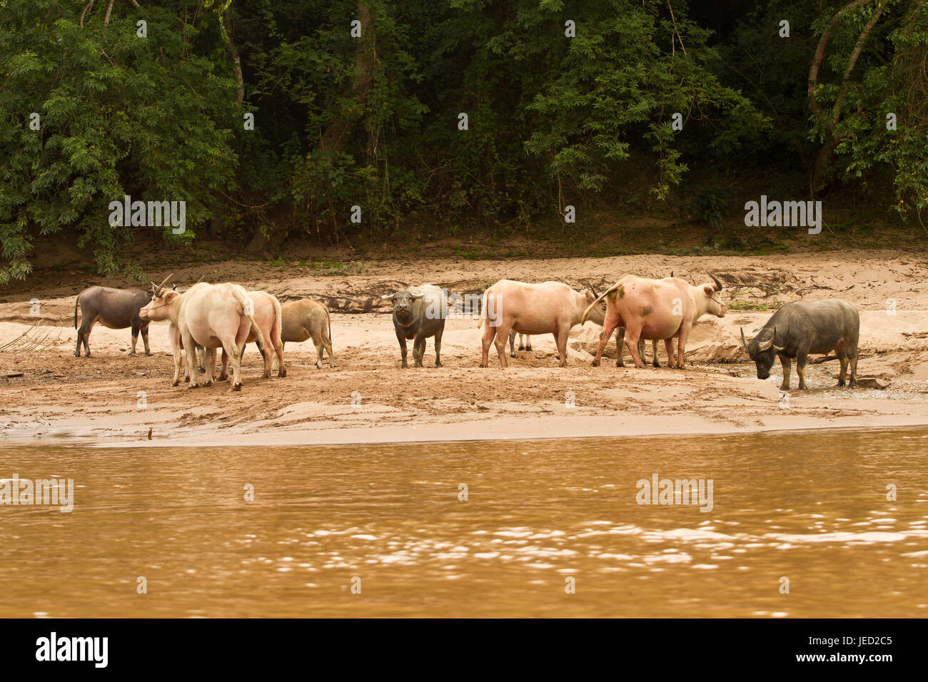 Buffelo hi-res stock photography and images - Alamy