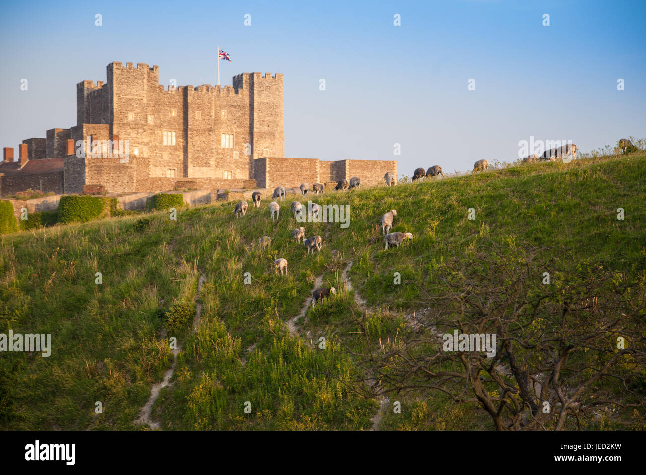 Sheep farming medieval hi-res stock photography and images - Alamy