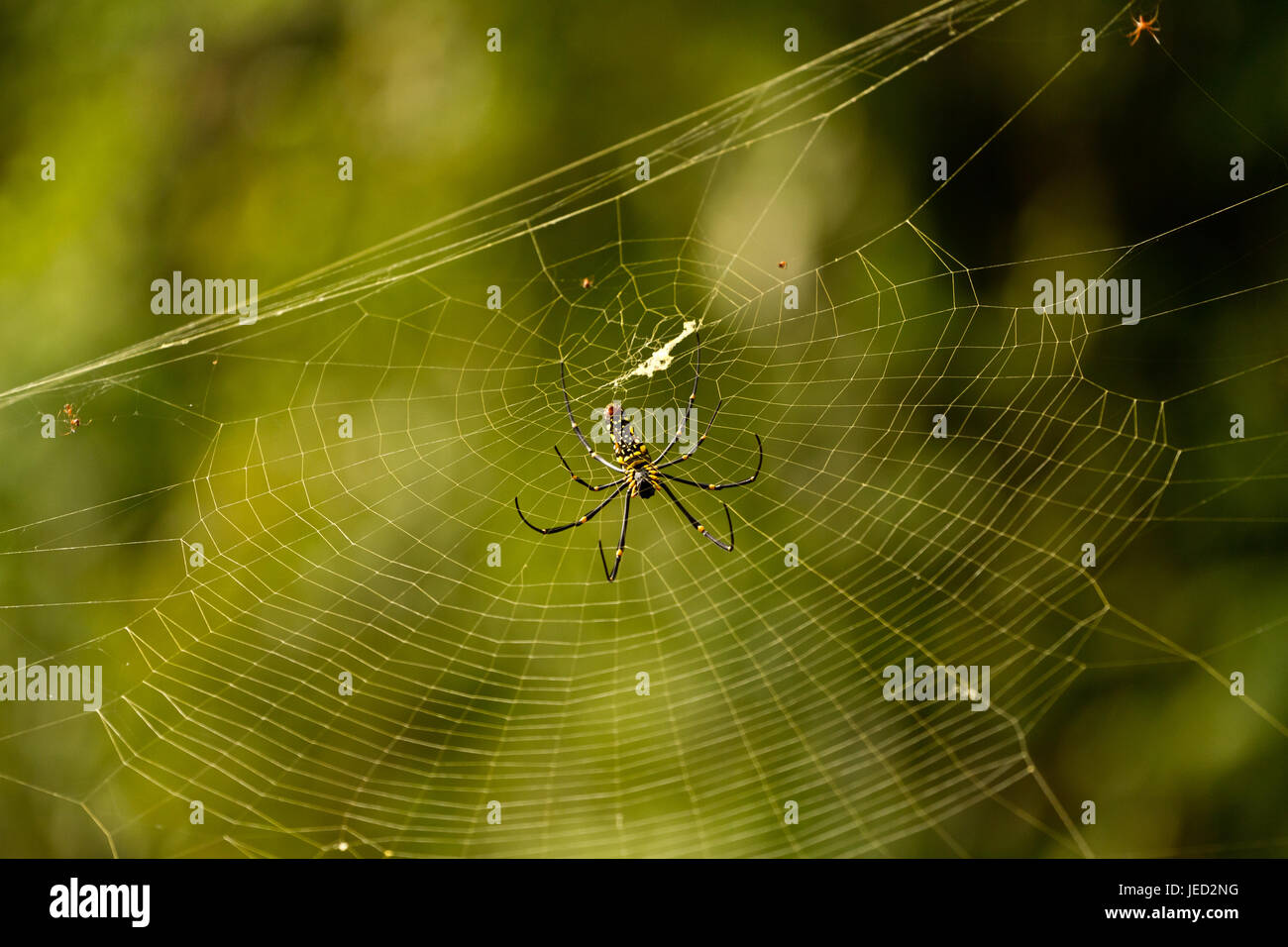 Female giant wood spider hi-res stock photography and images - Alamy