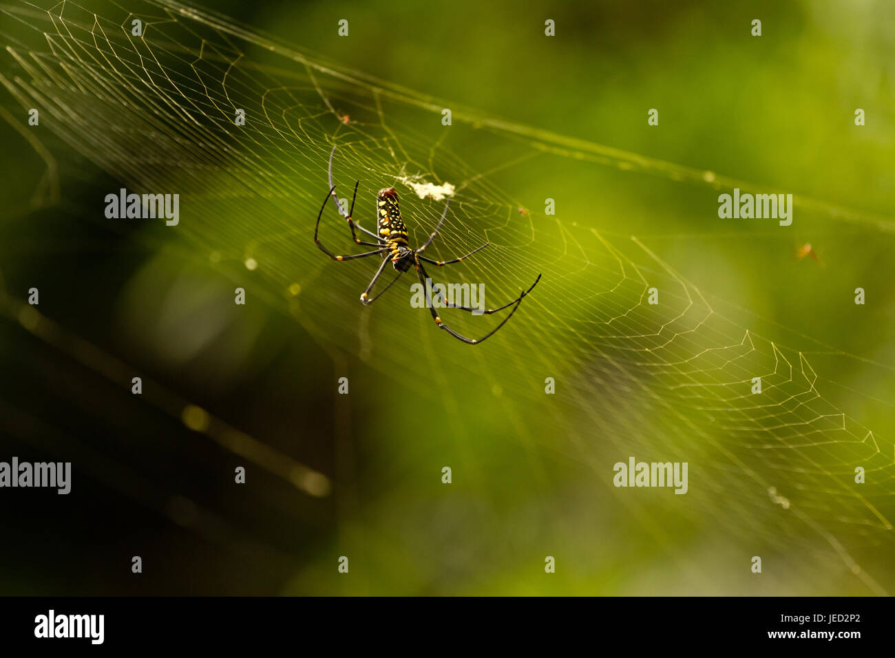 Giant woodspider hi-res stock photography and images - Alamy