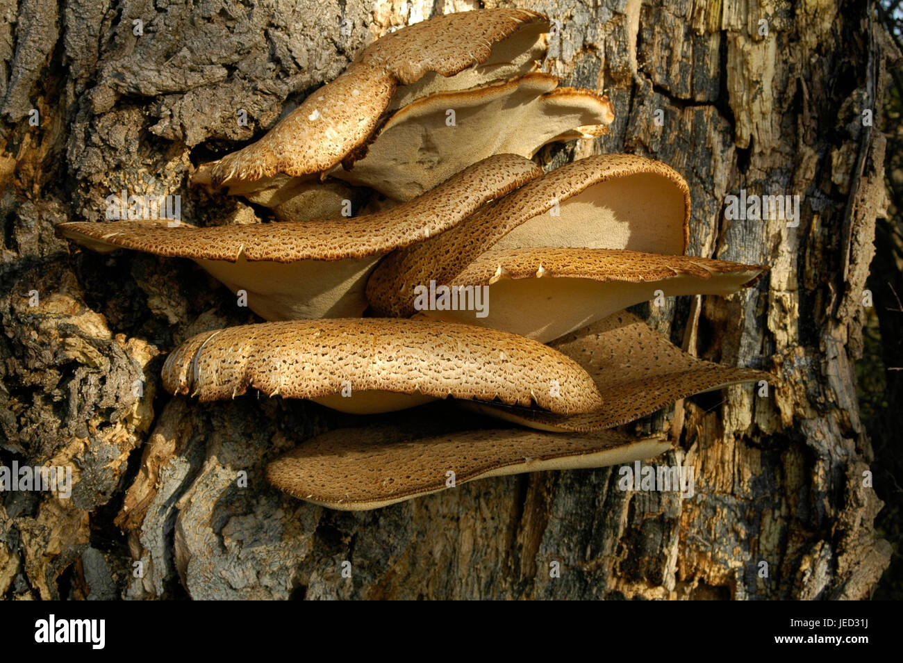 sidelit disc-shaped fungus on tree bark in closeup Stock Photo - Alamy