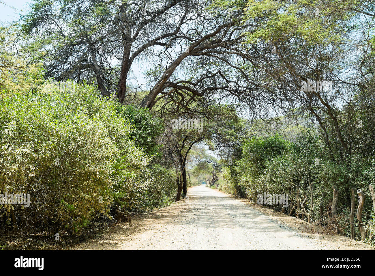 Pomac forest in Lambayeque, Chiclayo, Peru Stock Photo - Alamy
