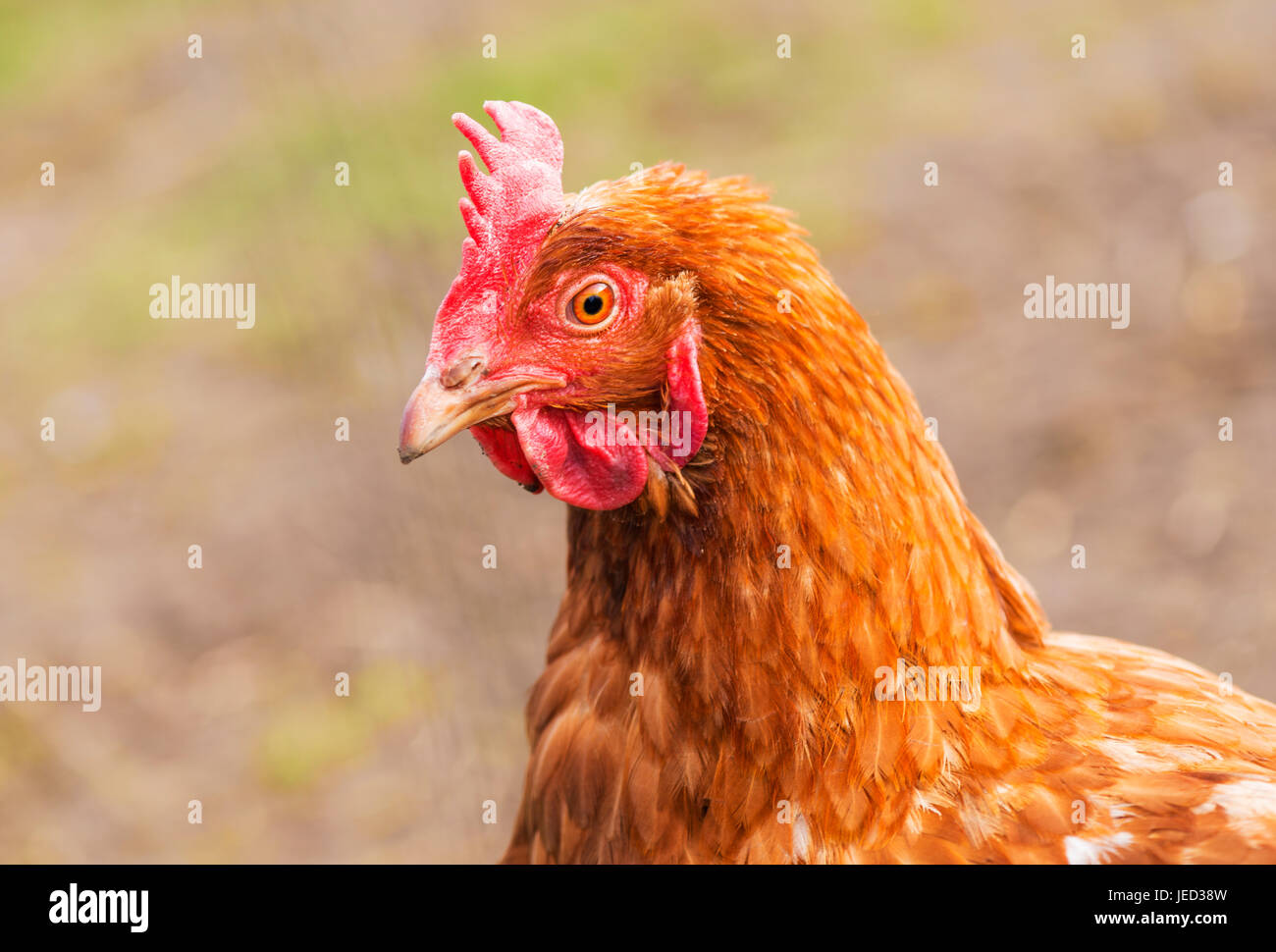 Domestic chicken hi-res stock photography and images - Alamy
