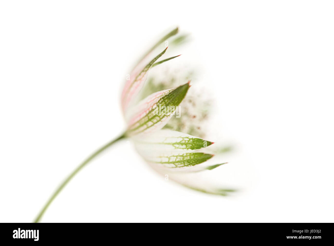 Study flower Cut Out Stock Images & Pictures - Alamy