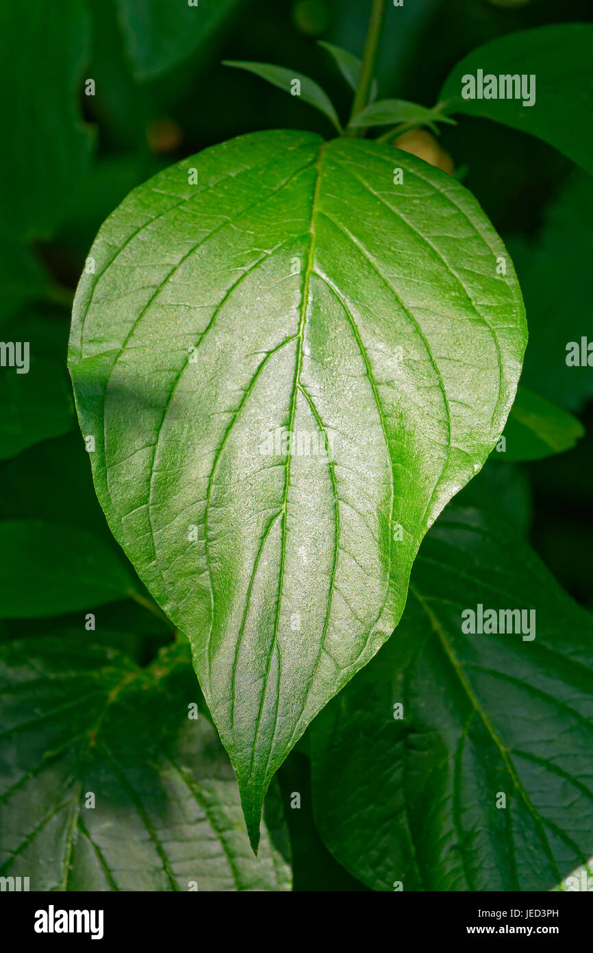 Close up of a large, shiny, dark green leaf growing with a dark ...
