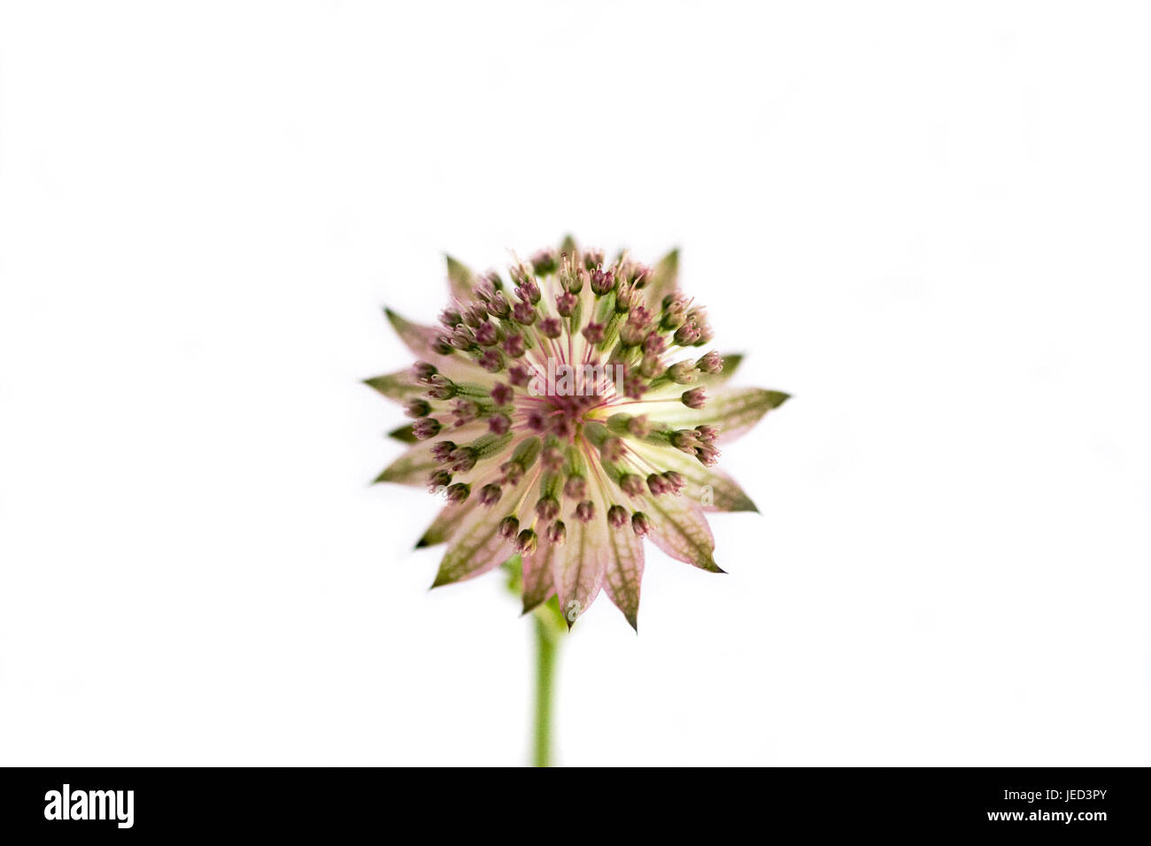 The flower and the wall Cut Out Stock Images & Pictures - Alamy