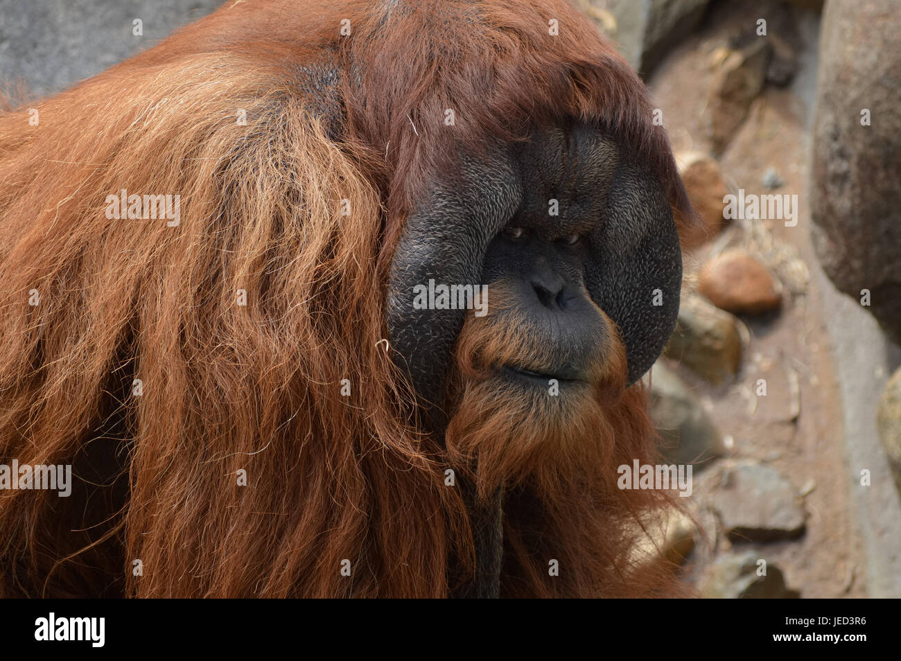 Orangutan face cheek pads hi-res stock photography and images - Alamy