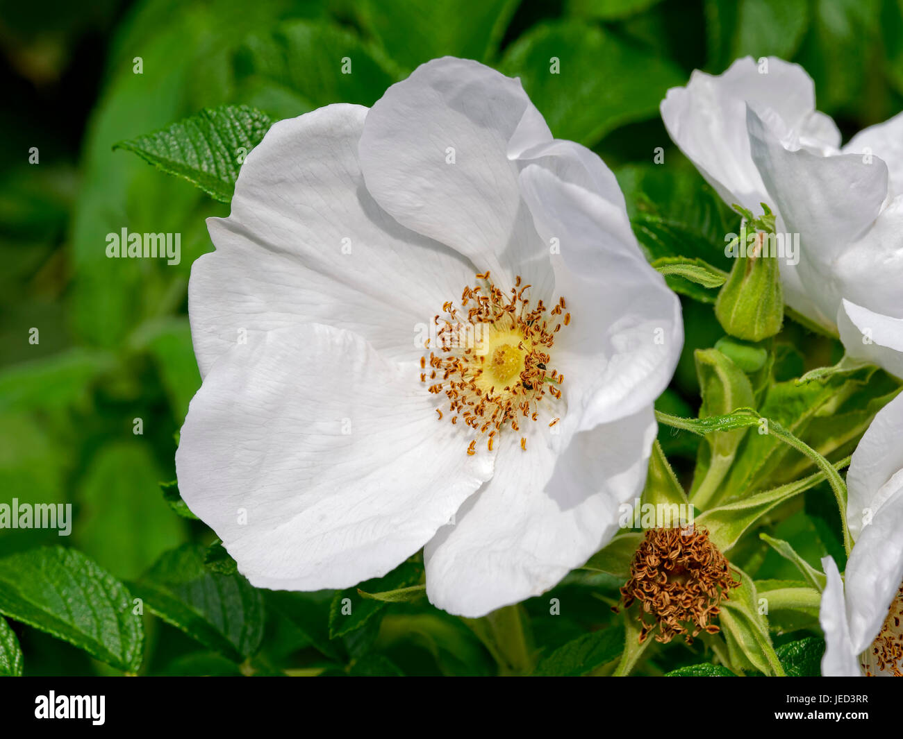 Large wild rose bush hi-res stock photography and images - Alamy