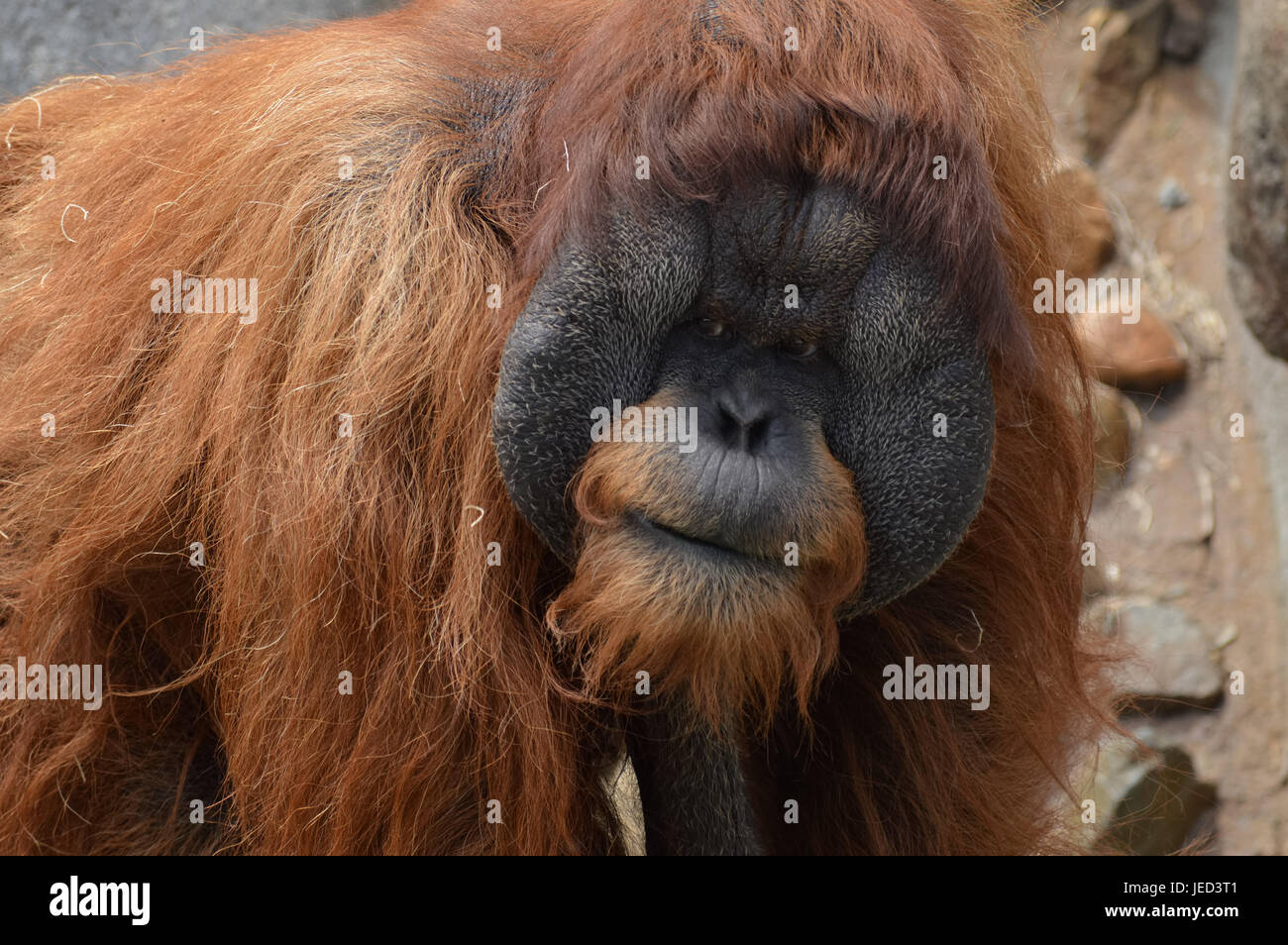 Orangutan Face Cheek Pads High Resolution Stock Photography and Images ...