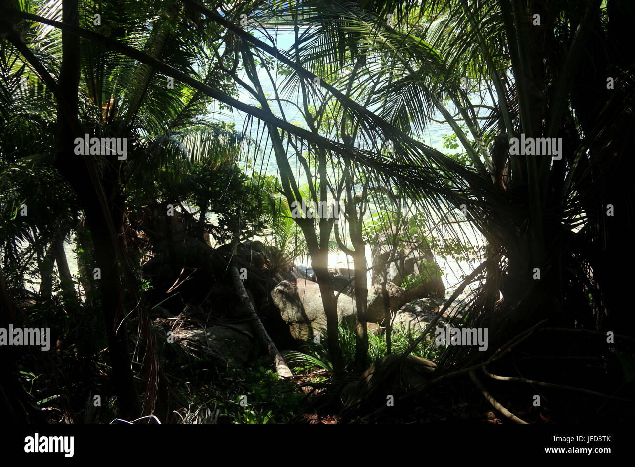 Ocean seen through Tropical Jungle Stock Photo - Alamy