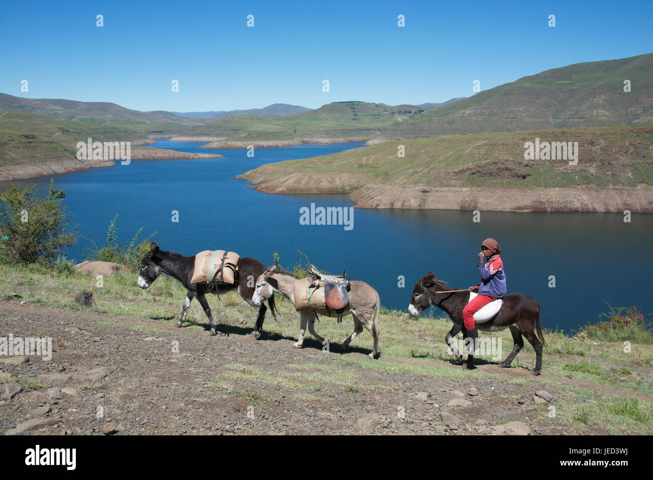 Boy riding donkey with two pack donkeys Katse reservoir Lesotho ...