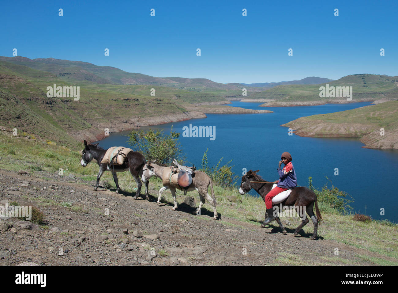 Boy riding donkey with two pack donkeys Katse reservoir Lesotho ...