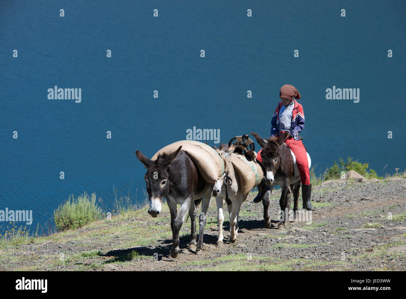 Boy riding donkey with two pack donkeys Katse Reservoir Thaba-Tseka ...