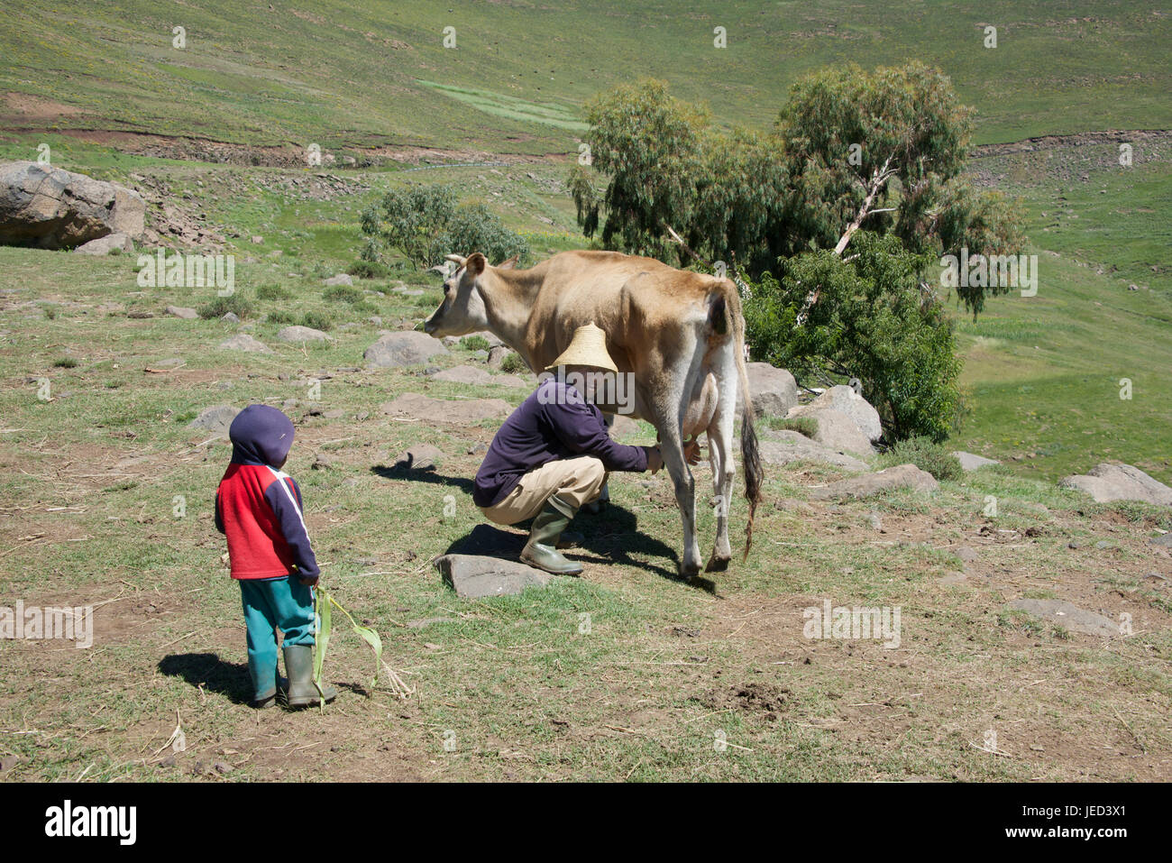 Farmer wearing traditional Basotho hat milking cow with child looking ...