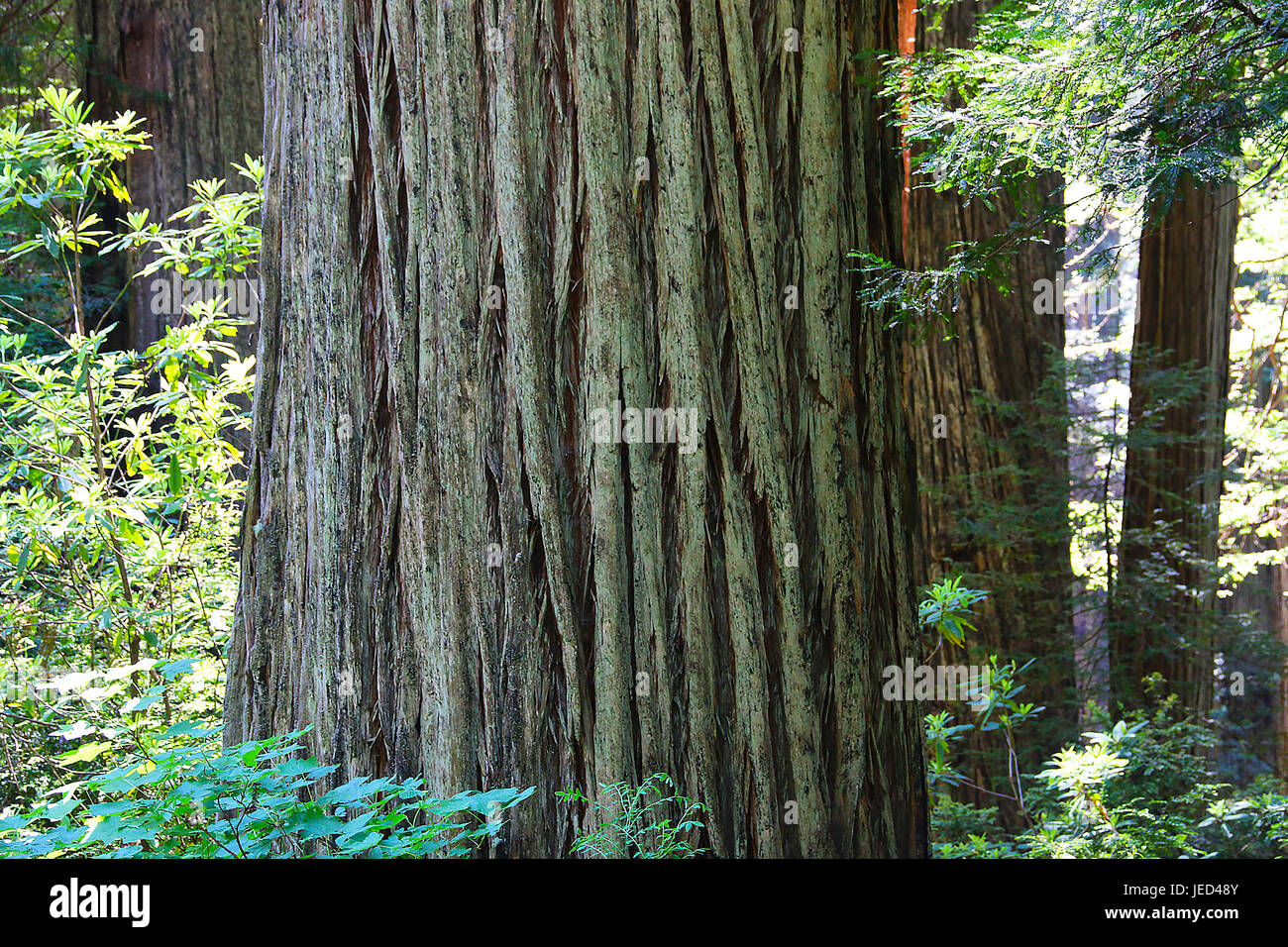 Mighty Redwood Trunk in Redwood NP, California Stock Photo - Alamy
