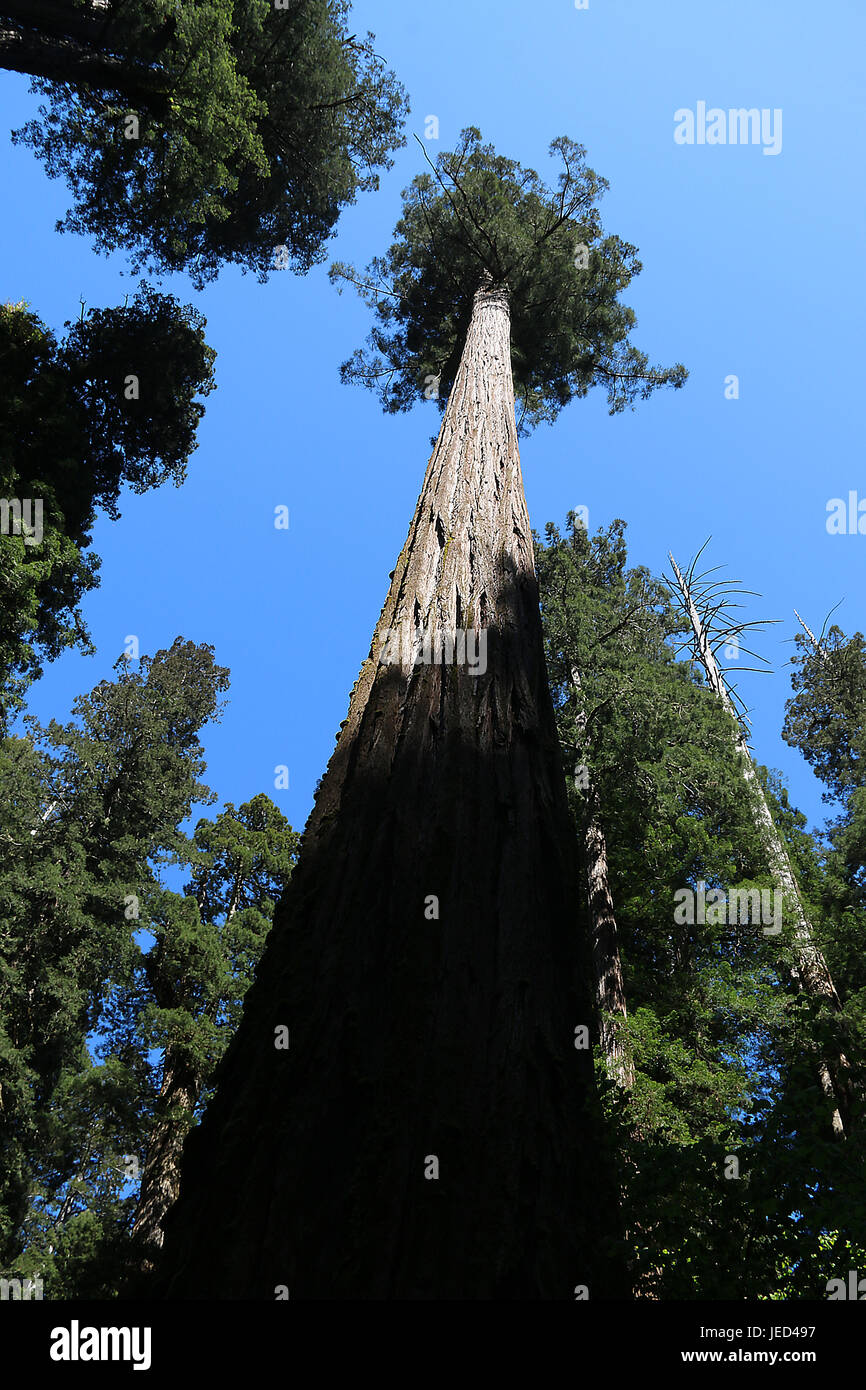 Giant Redwoods of Redwood NP, CA, USA Stock Photo - Alamy