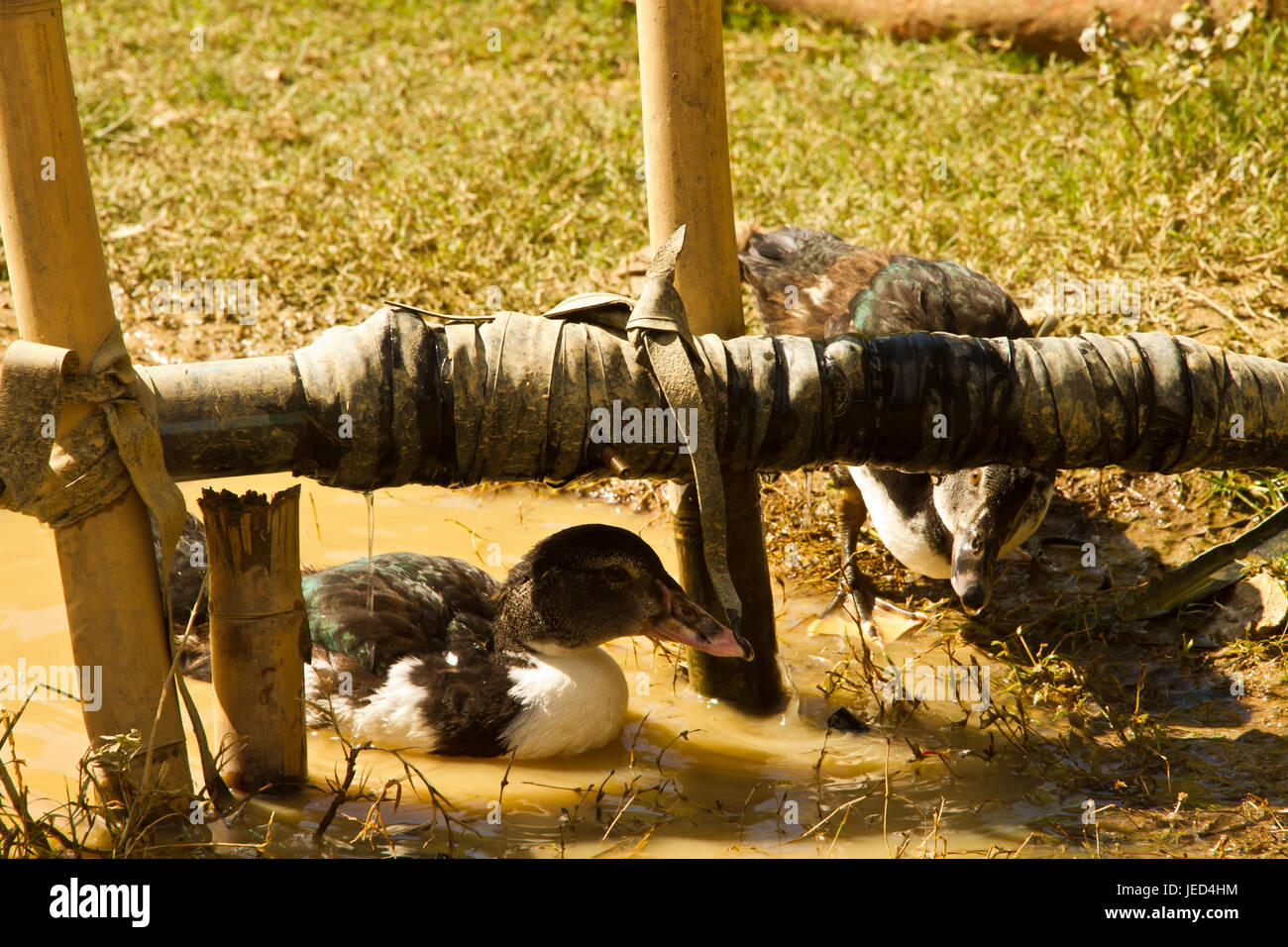 Ducks drinking water from hole in a pipe Stock Photo - Alamy