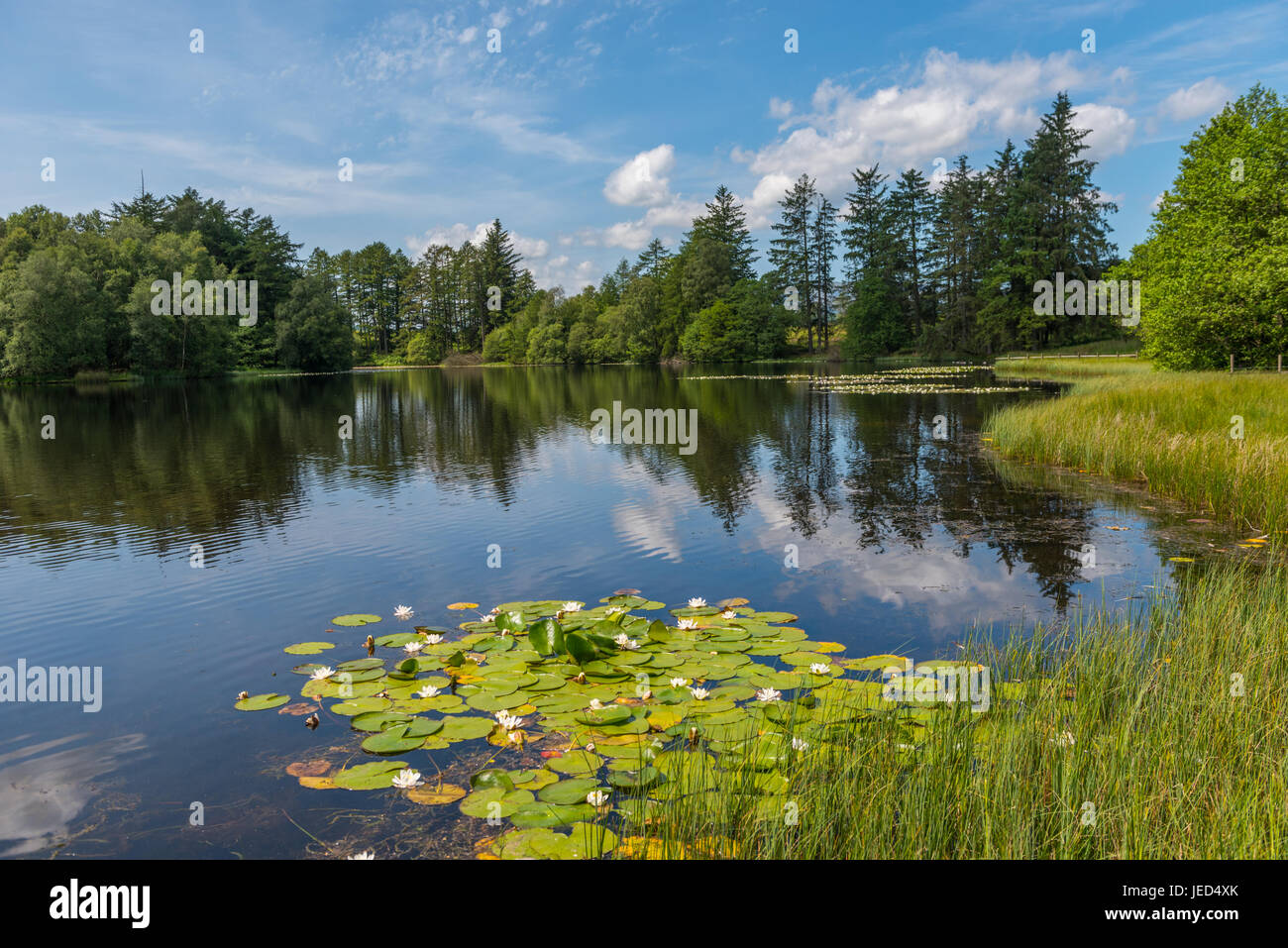 Moss Eccles Tarn near Far Sawrey in South lakeland Stock Photo - Alamy