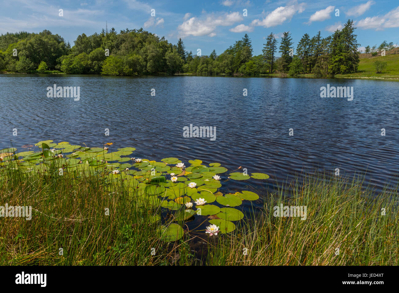 Moss Eccles Tarn near Far Sawrey in South lakeland Stock Photo - Alamy